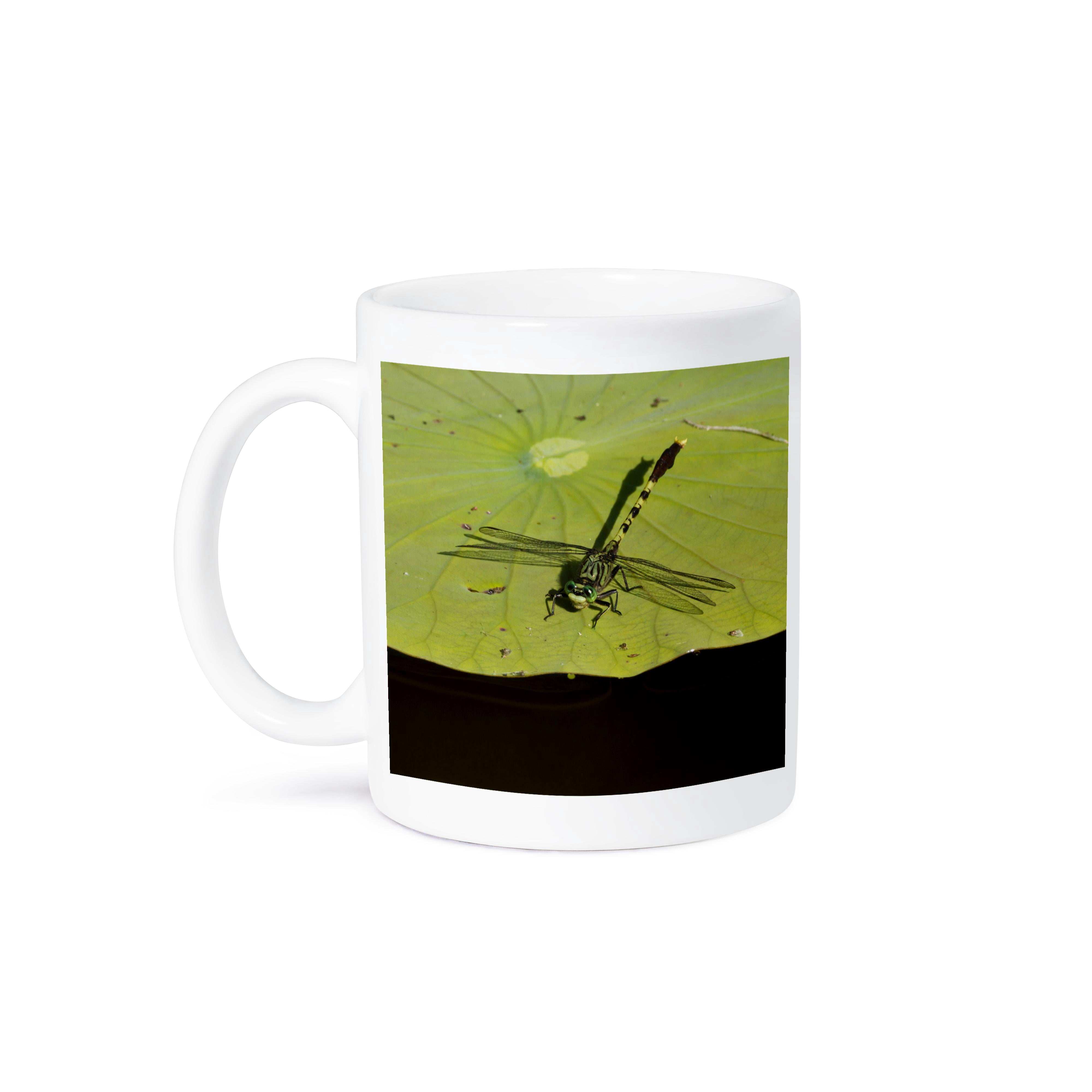 Bayon Clubtail Dragonfly Insect, Texas, Usa - Us44 Ldi0749 - Larry ...