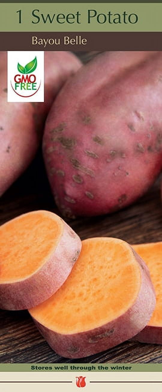 Bayou Belle Sweet Potato - #1 Seed Tuber - NEW - Walmart.com