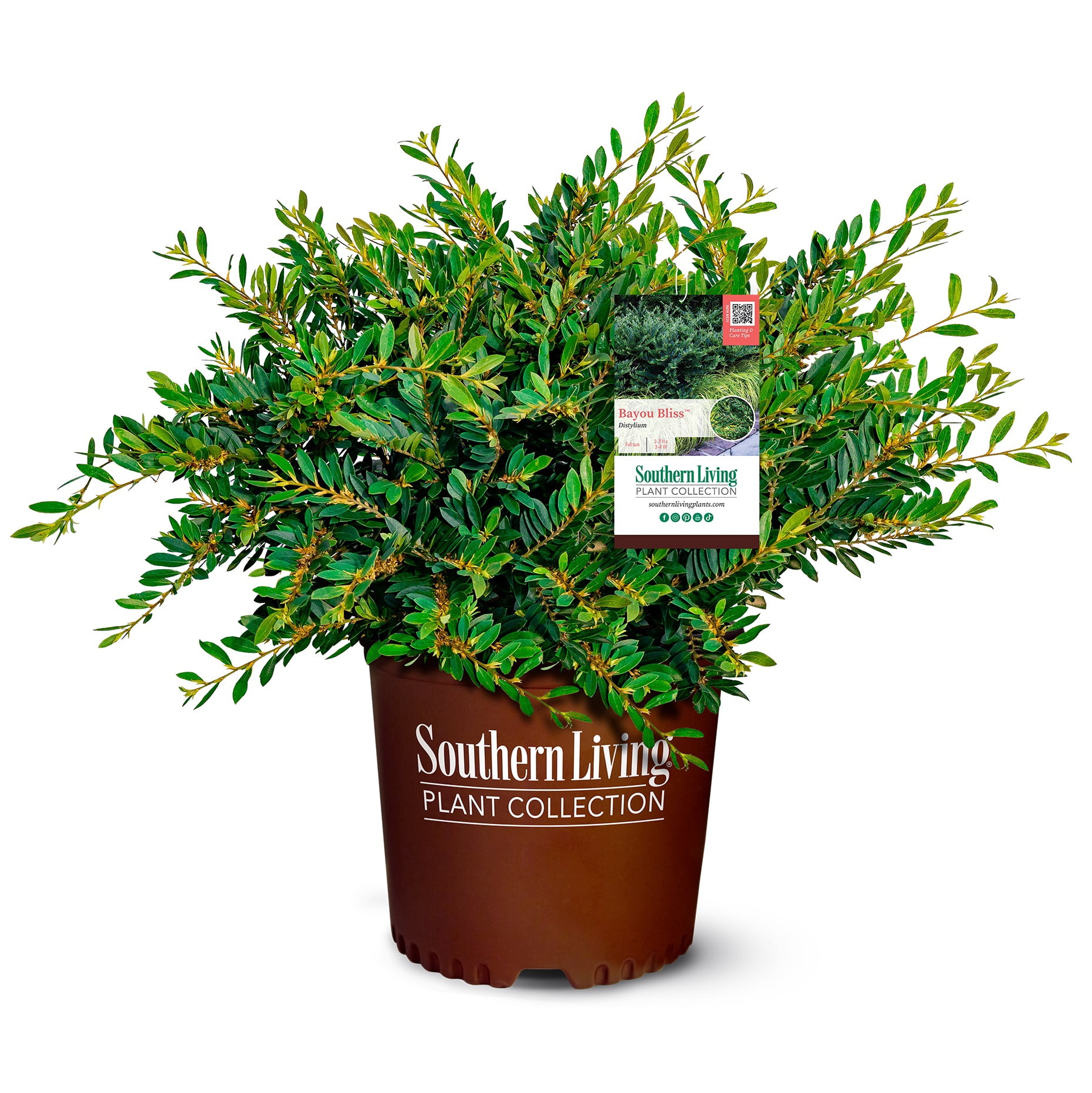 Southern Living Bayou Bliss Distylium Live Shrub in 2-Gallon Grower Pot ...