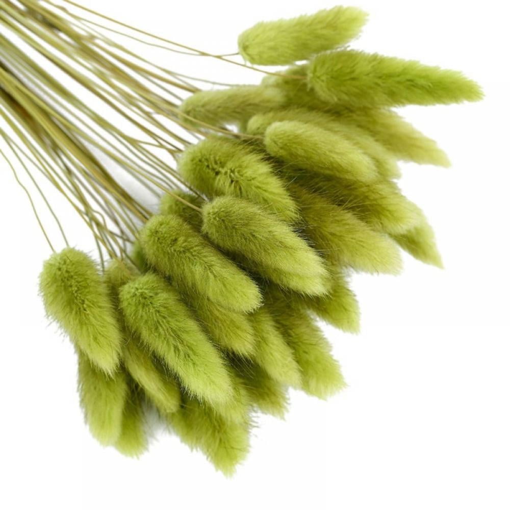 Baywell 50Pcs Dried Bunny Tails Flowers, 18in Rabbit Tail Grass Lagurus ...