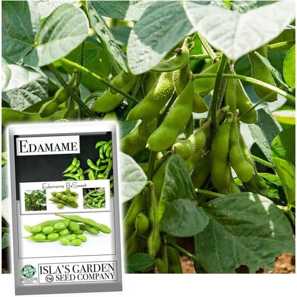 Edamame Seeds Planting