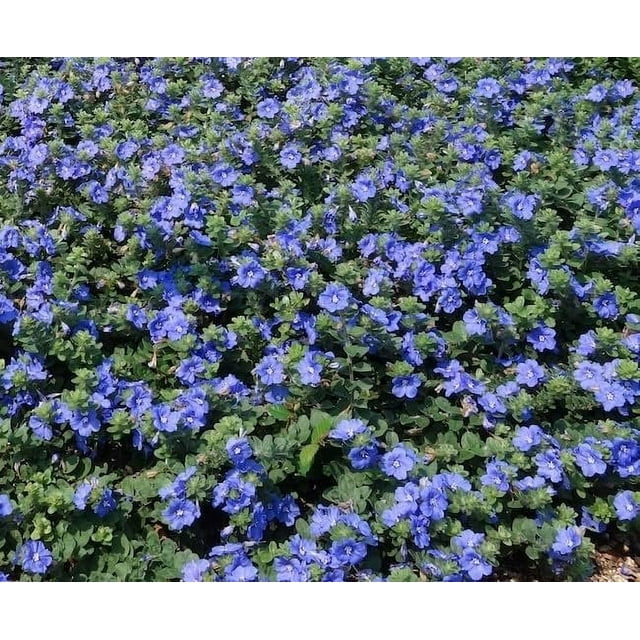 Beach Bum Blue I 2 Large Gallon Size Plants I Evolvulus Glomeratus I ...