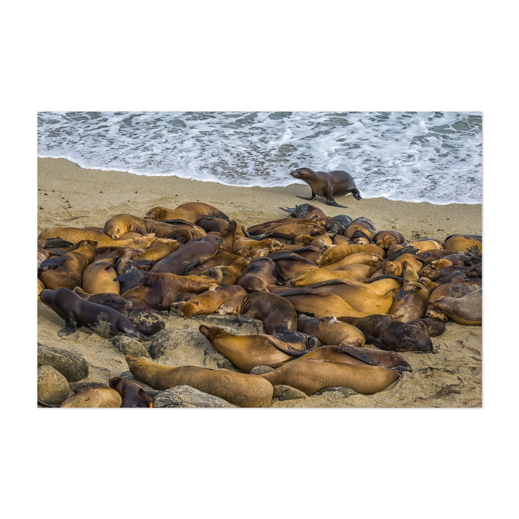 Beach Bunch - San Diego California Photography Seals Marine Life Beach ...