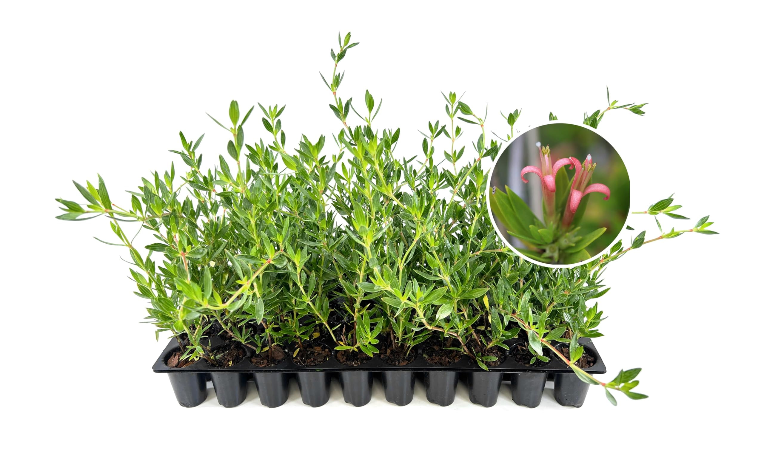 Beach Creeper | 1 Live Plants | Ernodea Littoralis | Coastal Ground ...