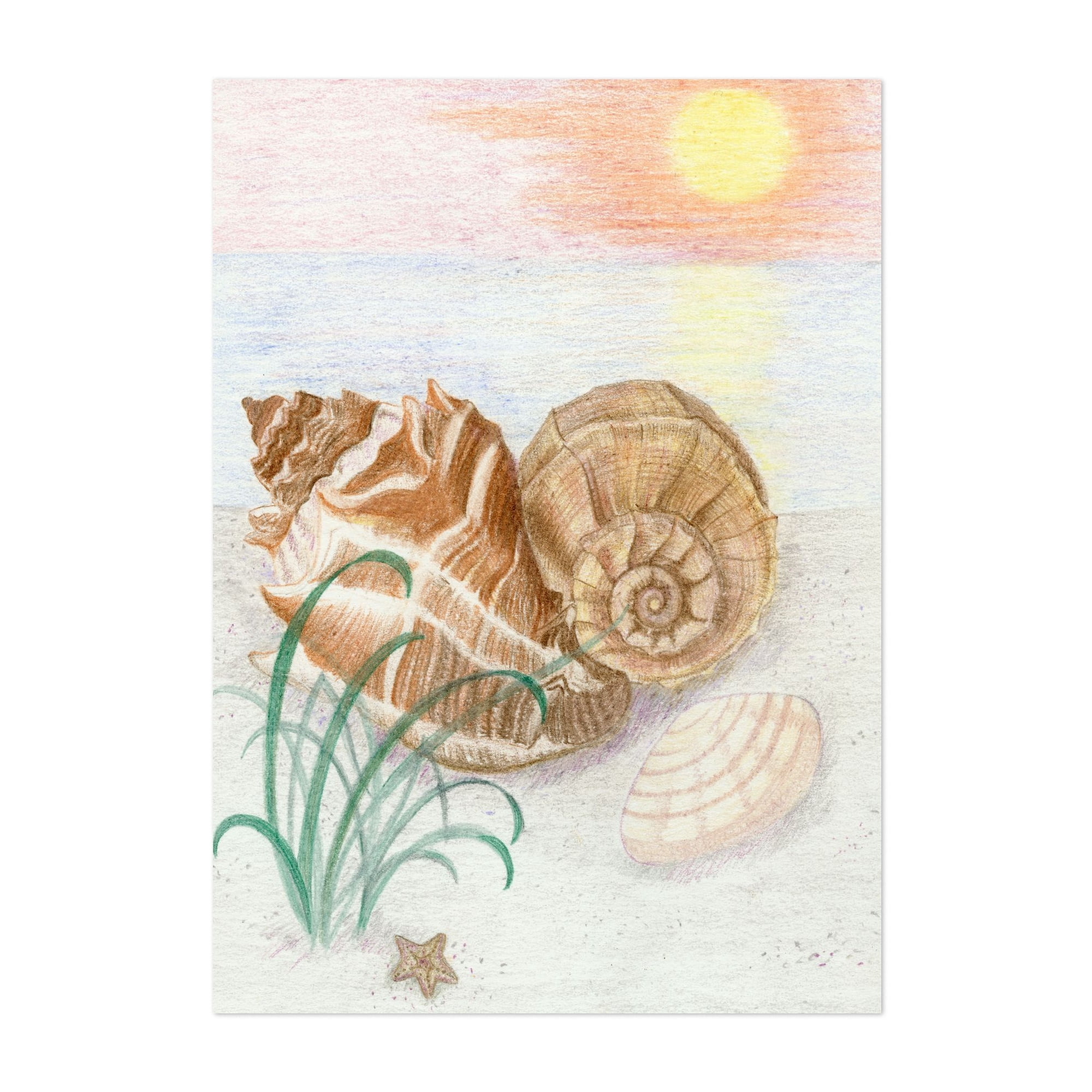 Beach Seashells and Grasses with Sunset - Drawing Seascape Beach ...