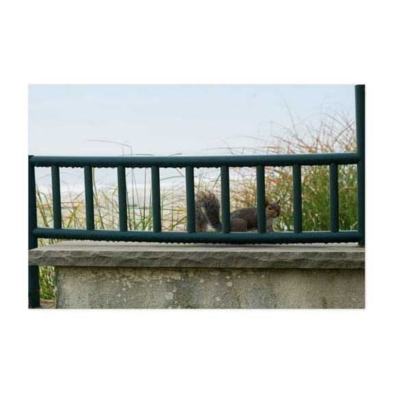 Beach Squirrel - Long Branch New Jersey Photography Wildlife Animal ...