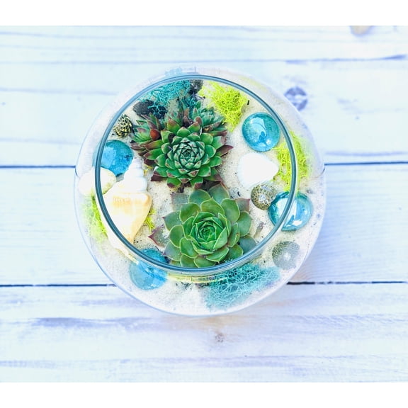 Succulent Terrarium Kit