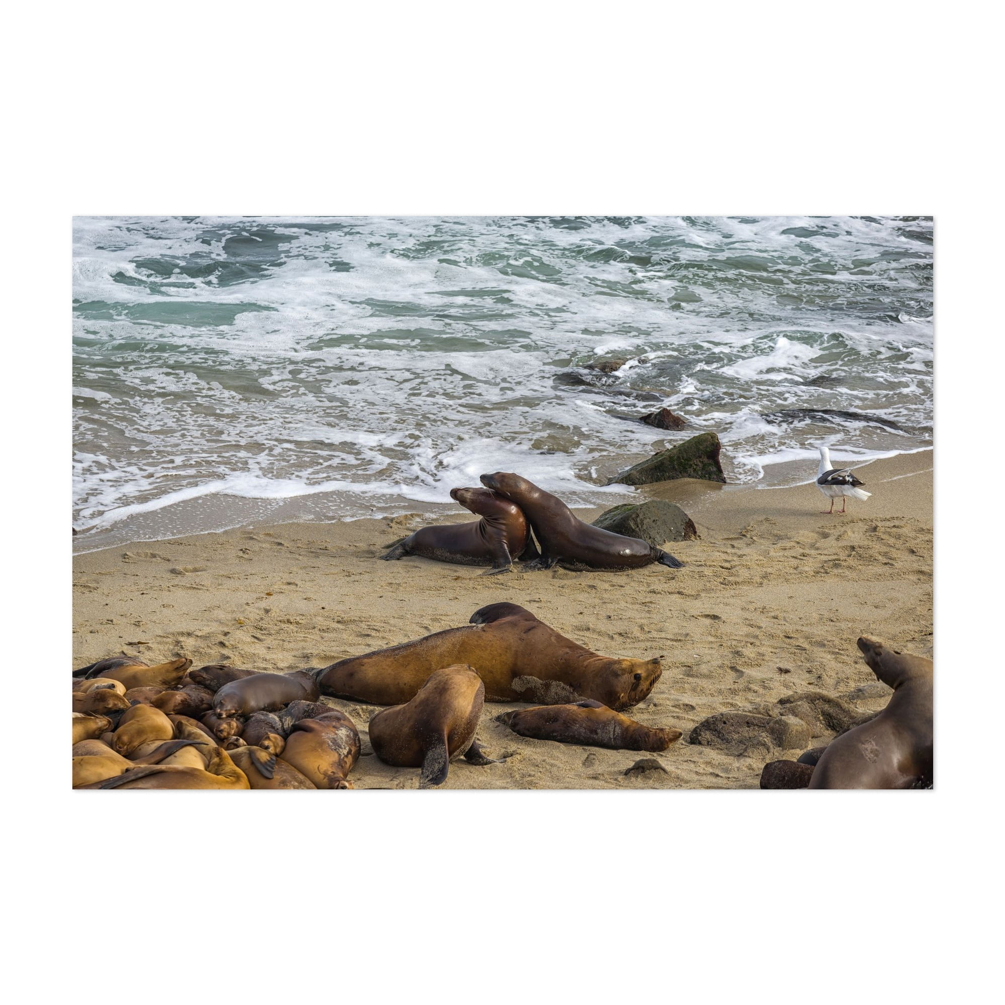Beachside Companions - San Diego California Photography Seals Marine ...