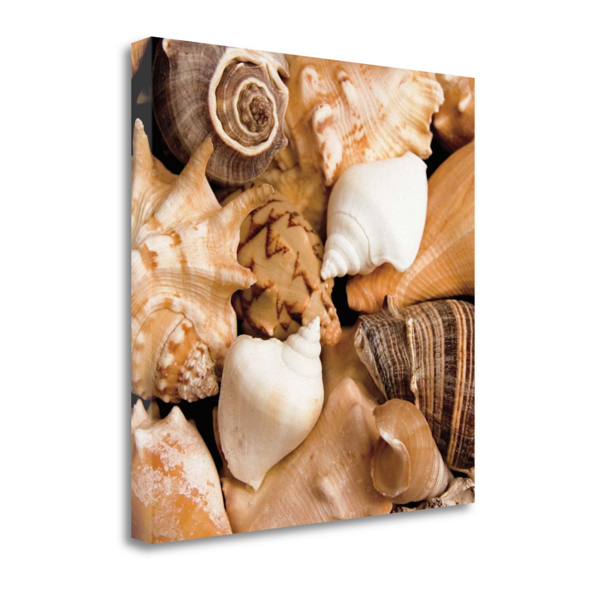 Beachside Shells By Jeff, 22" x 22" Fine Art Giclee Print on Gallery ...