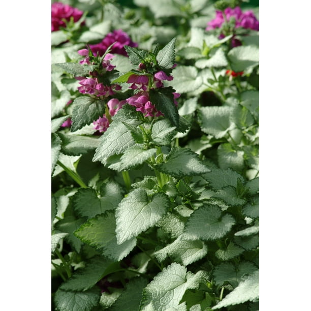 Beacon Silver Lamium Live Blooming Perennial Plant - Gallon Pot ...