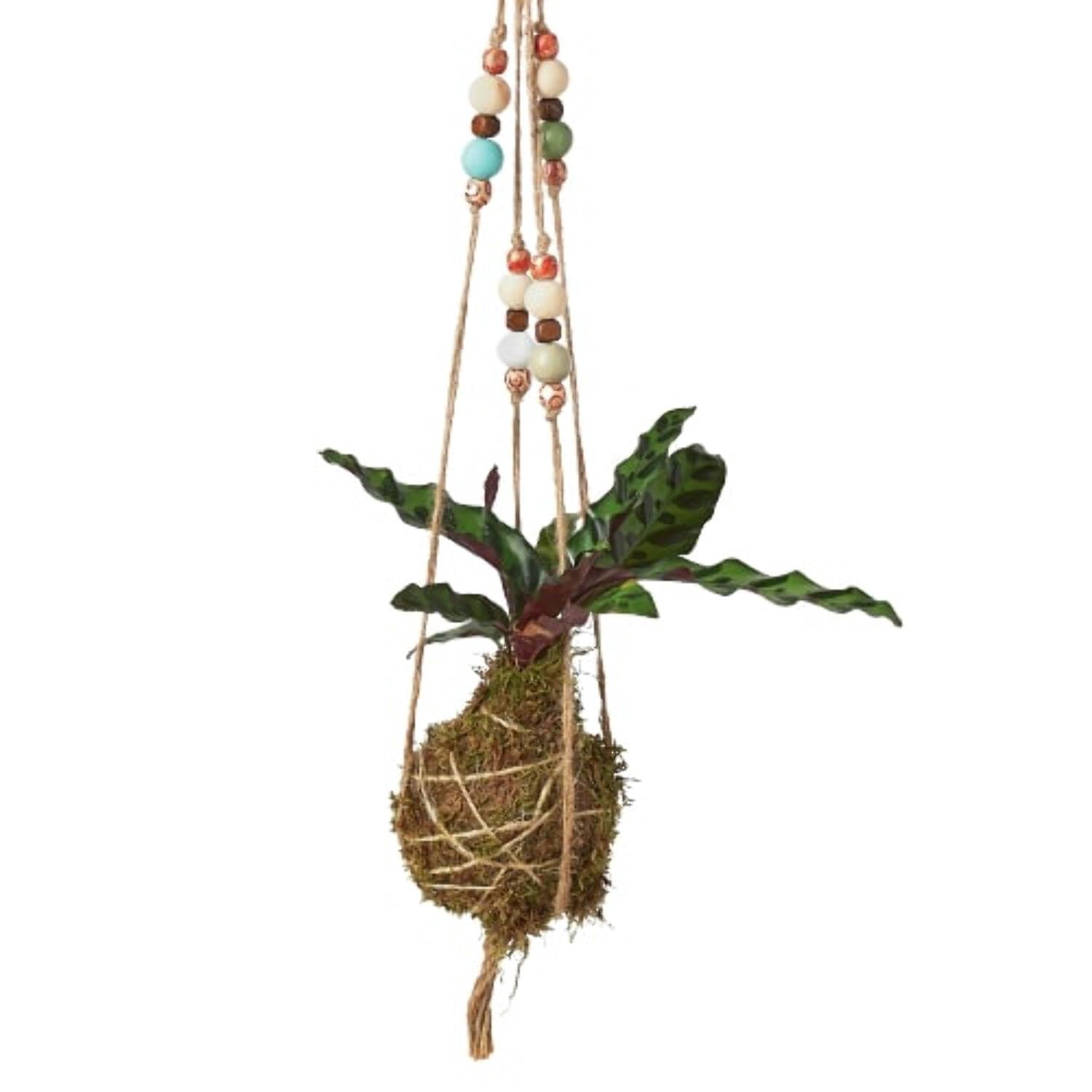 Bead Kokedama Moss Ball Hanging Plantin 4" Pot | Live Plant for Indoor ...