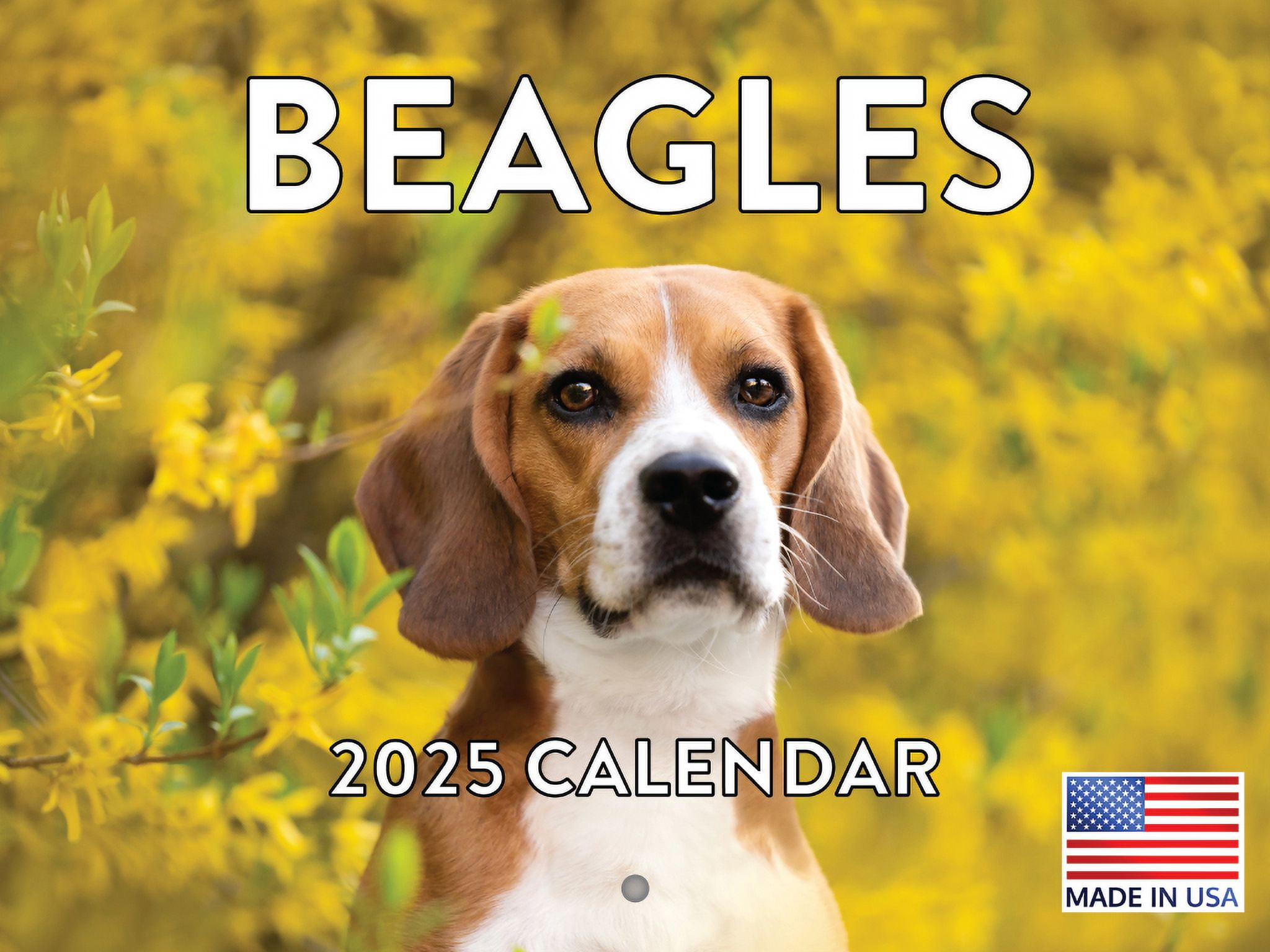 Beagle Calendar 2025 Beagles Monthly Wall Calender 12 Month | American ...