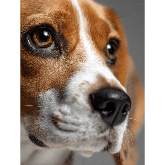 Beagle Dog Portrait Canvas Print Wall Art for Living Room Bedroom ...