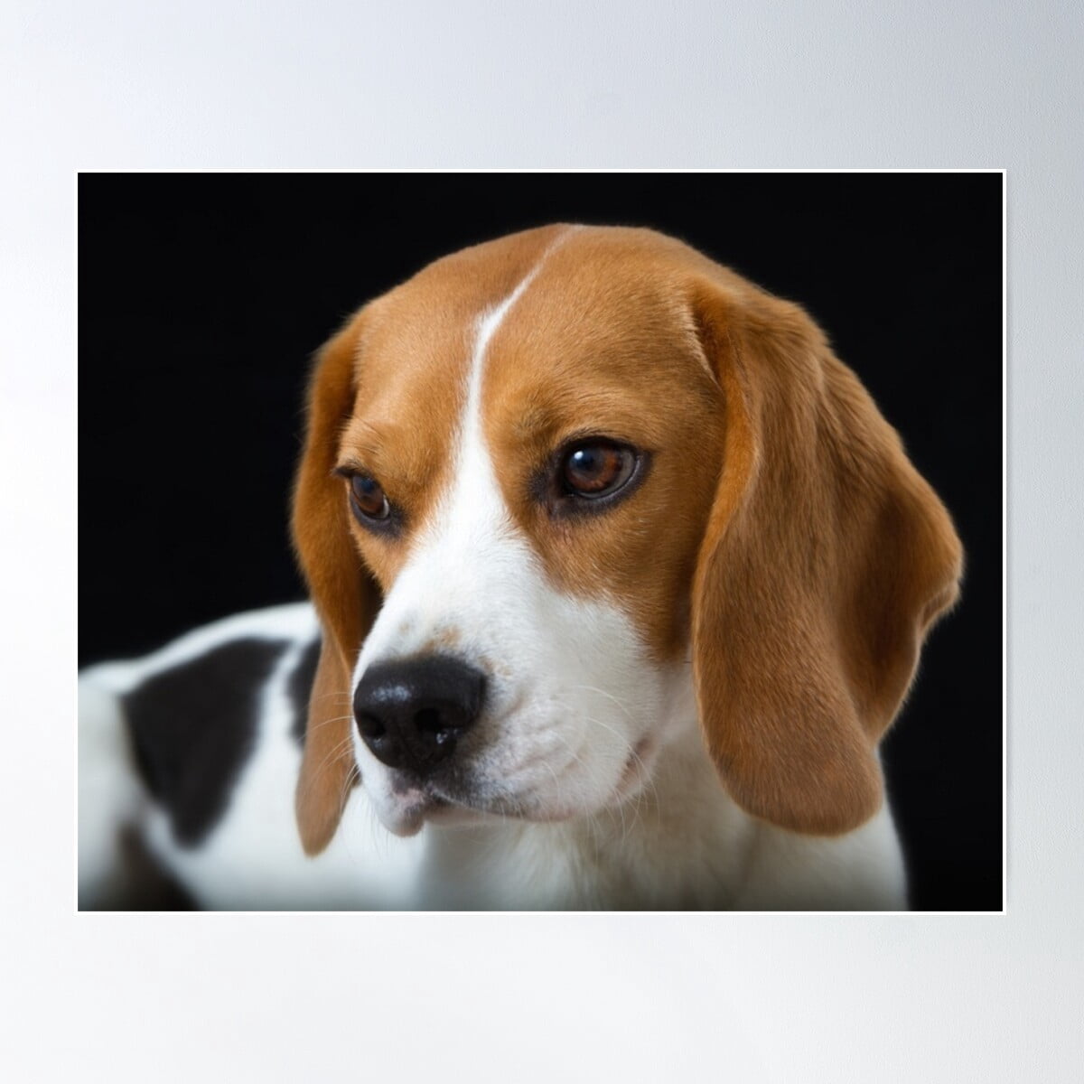Beagle On The Black Poster Wall Art, Modern Wall Decor For Living Room ...