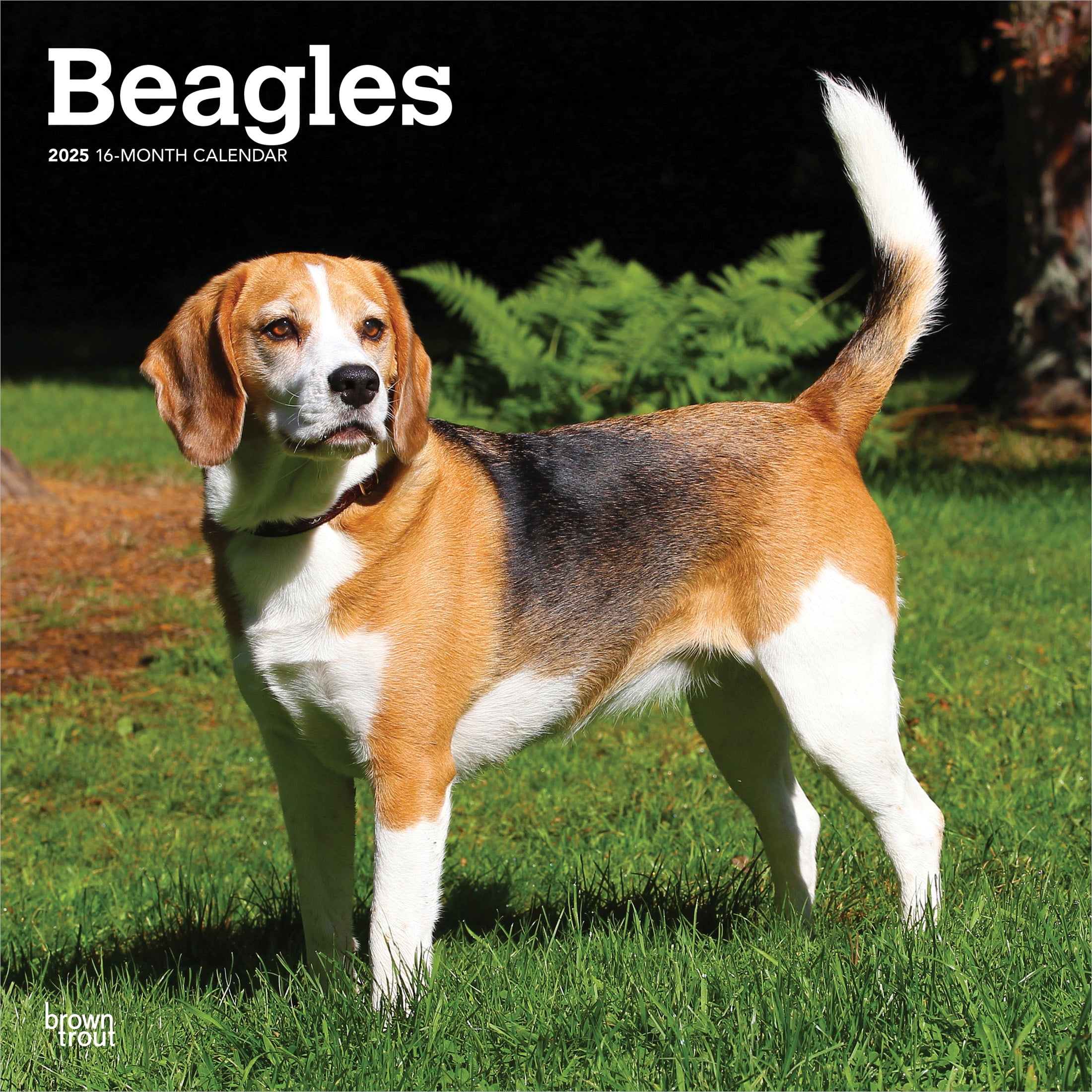 Beagles 2025 12 X 24 Inch Monthly Square Wall Calendar Plastic-Free ...