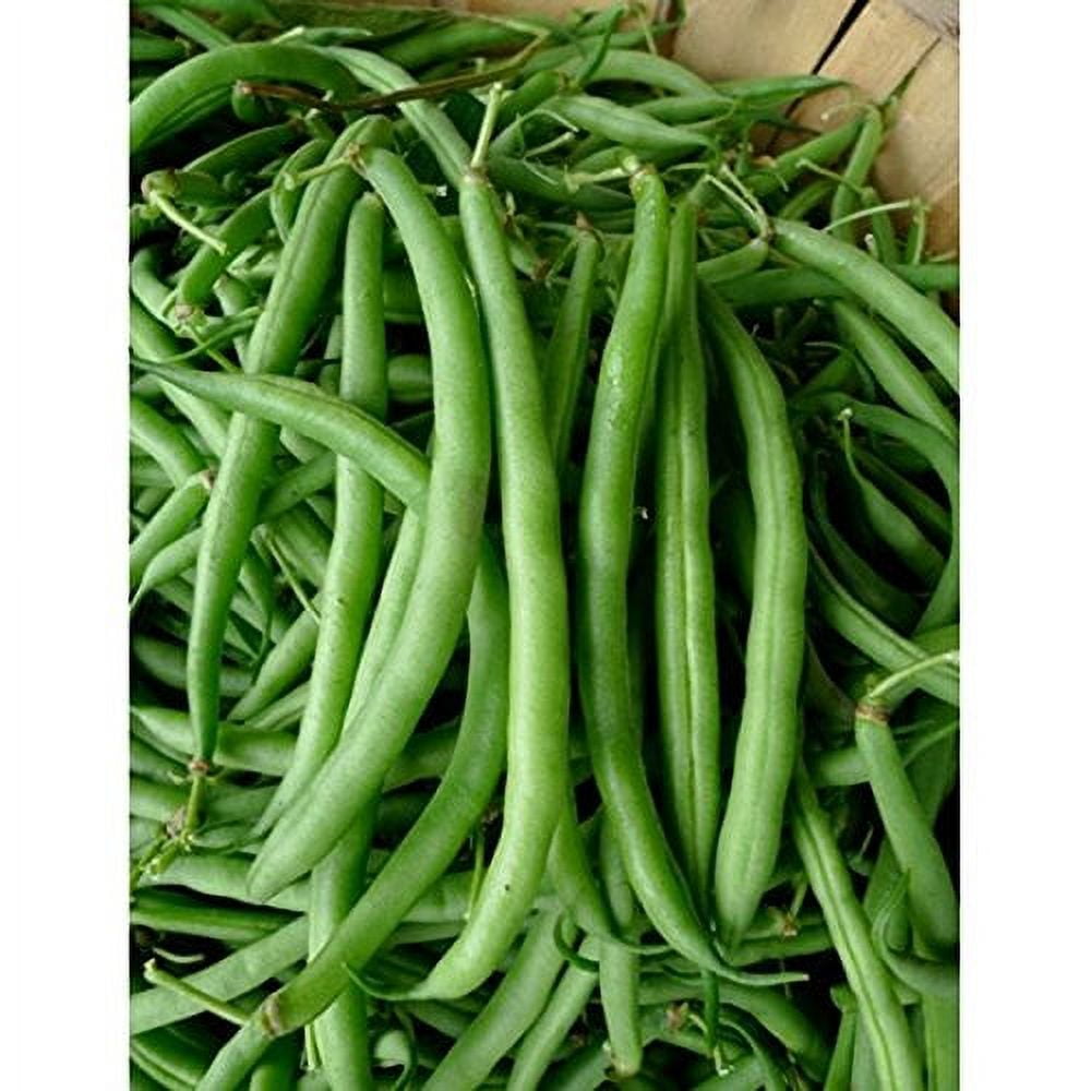 Bean Burpee Stringless Great Heirloom Garden Vegetable 25 Seeds ...