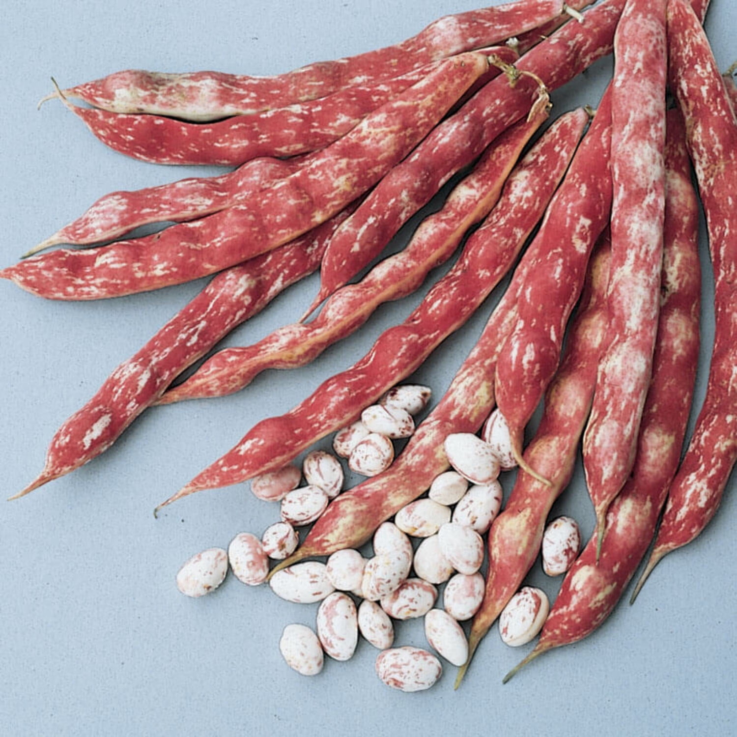 Bean French Horticultural Seed, Treated, 5 lbs - Walmart.com