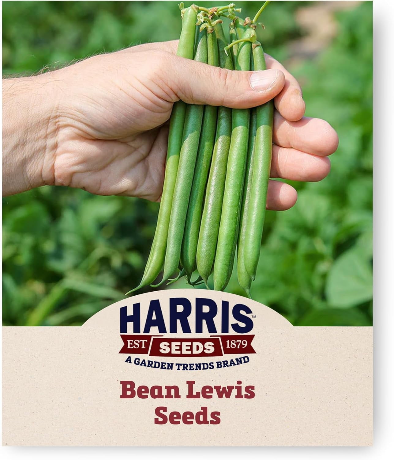 Harris Seeds - Green Bean Lewis Variety Treated - Dark Green - 10,000 ...