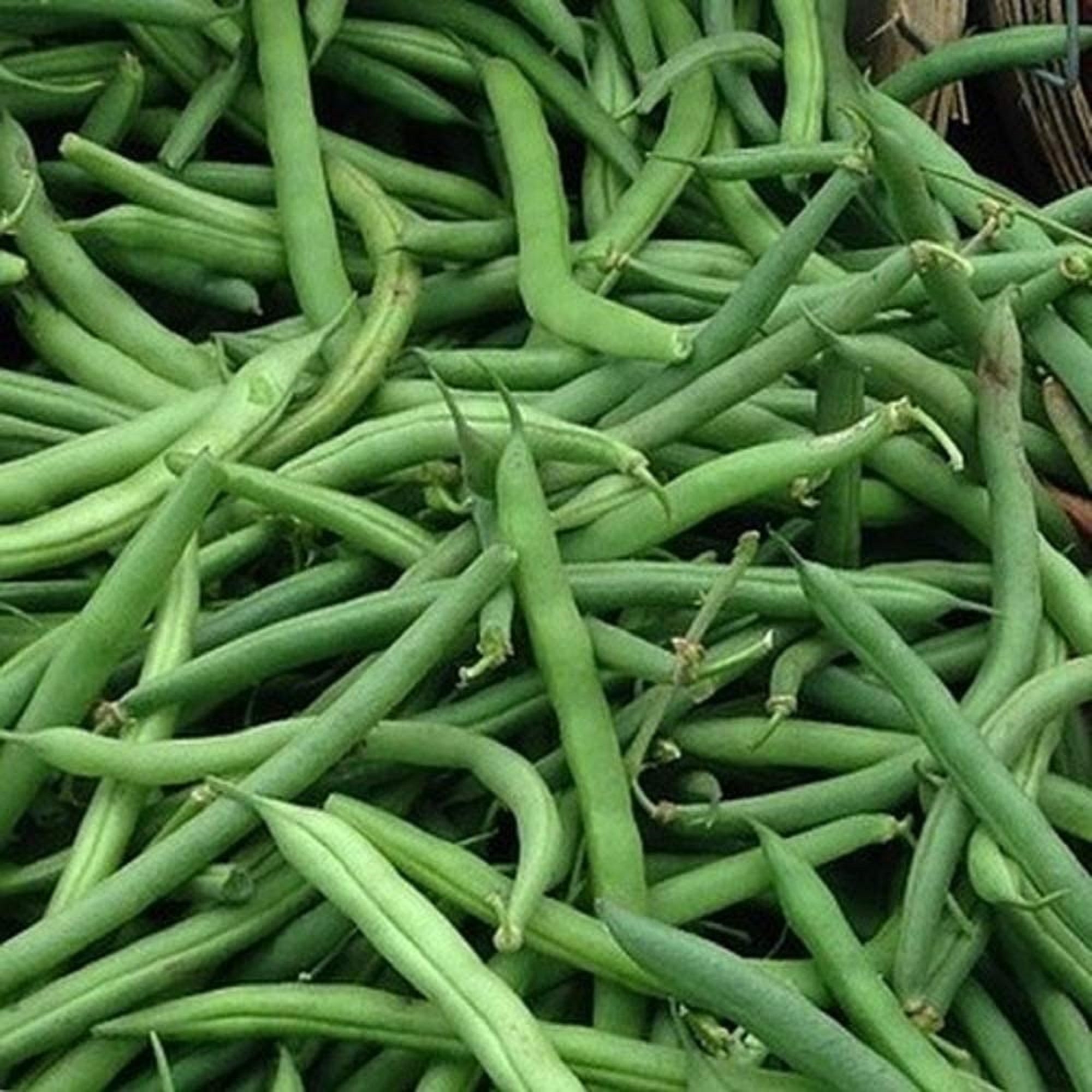 Bean Seeds, Provider Bush, Heirloom, 100+ Seeds, Non GMO, Green Beans ...