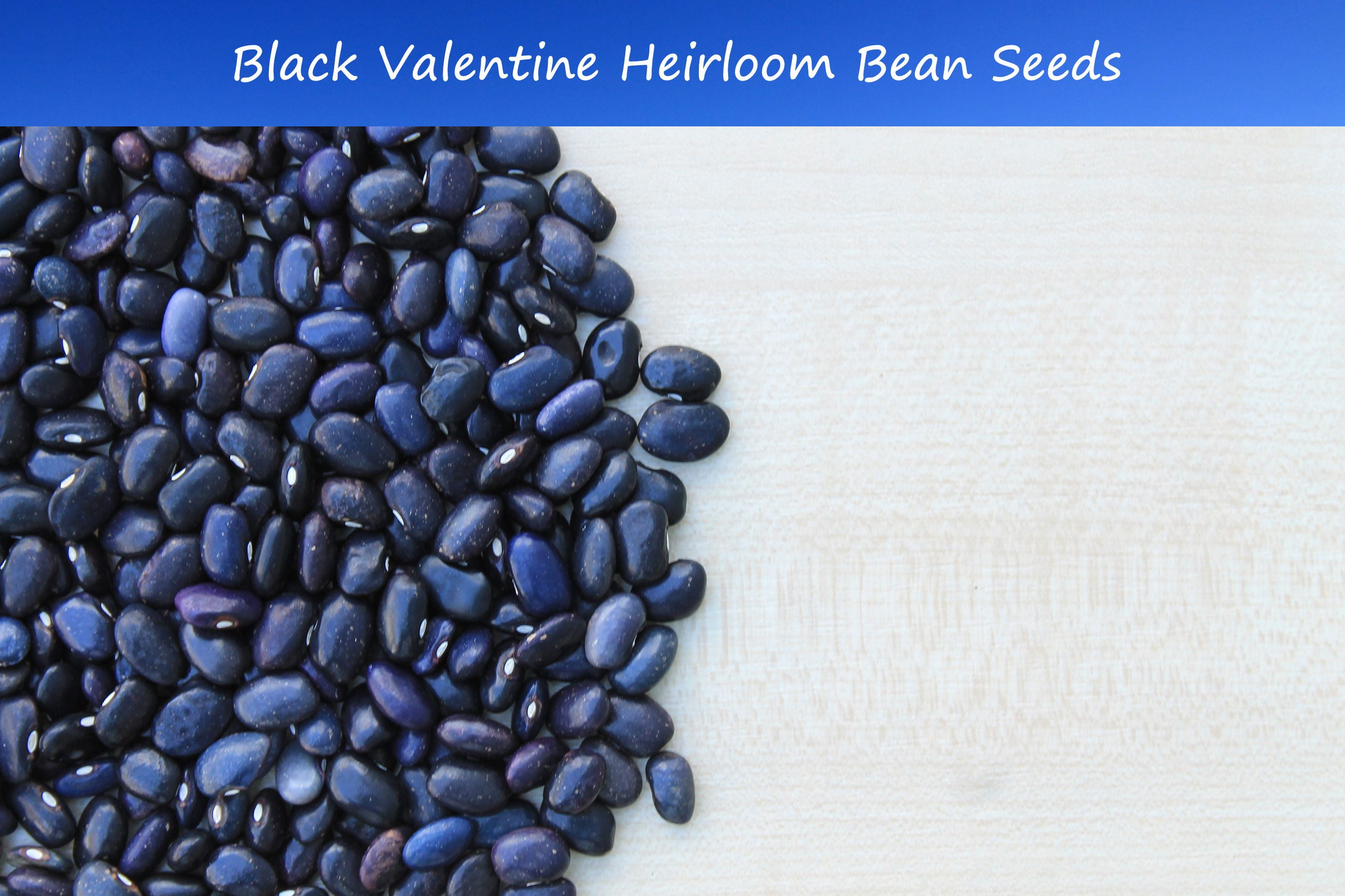 Bean SEEDS- Black Valentine Bean -200 Heirloom Seeds- All Natural ...