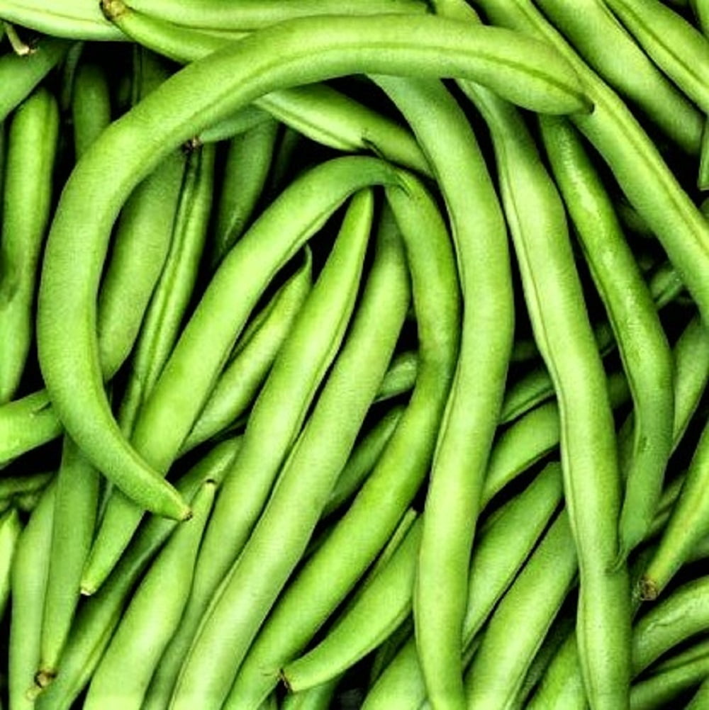 Bean Seeds Commodore Bush Bean ,100 Count pk,Produce pods That are Very ...