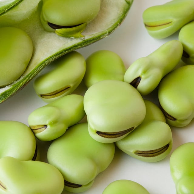 Fava Bean Seeds – Aquadulce, 5 Lb (~1200 Seeds) – Vicia faba – Non-GMO ...