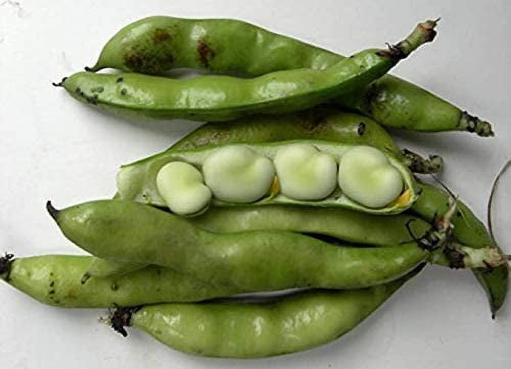 Country Creek, Fava Bean Seeds, Broad Crop, Heirloom, 100 Springtime ...
