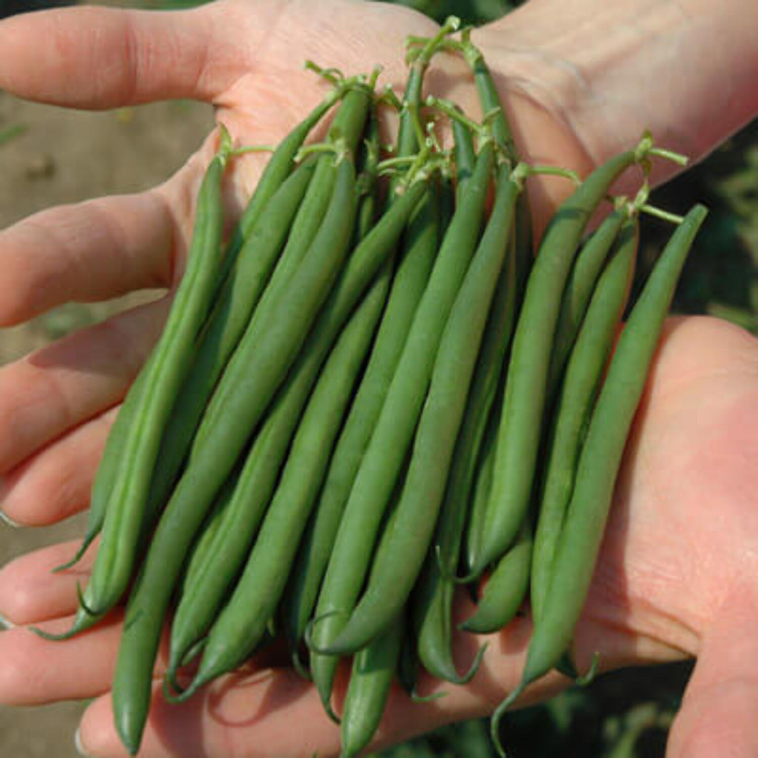 Bean Seeds - Oakley Variety Bean Seeds - Non-GMO - 100 Seeds - Walmart.com