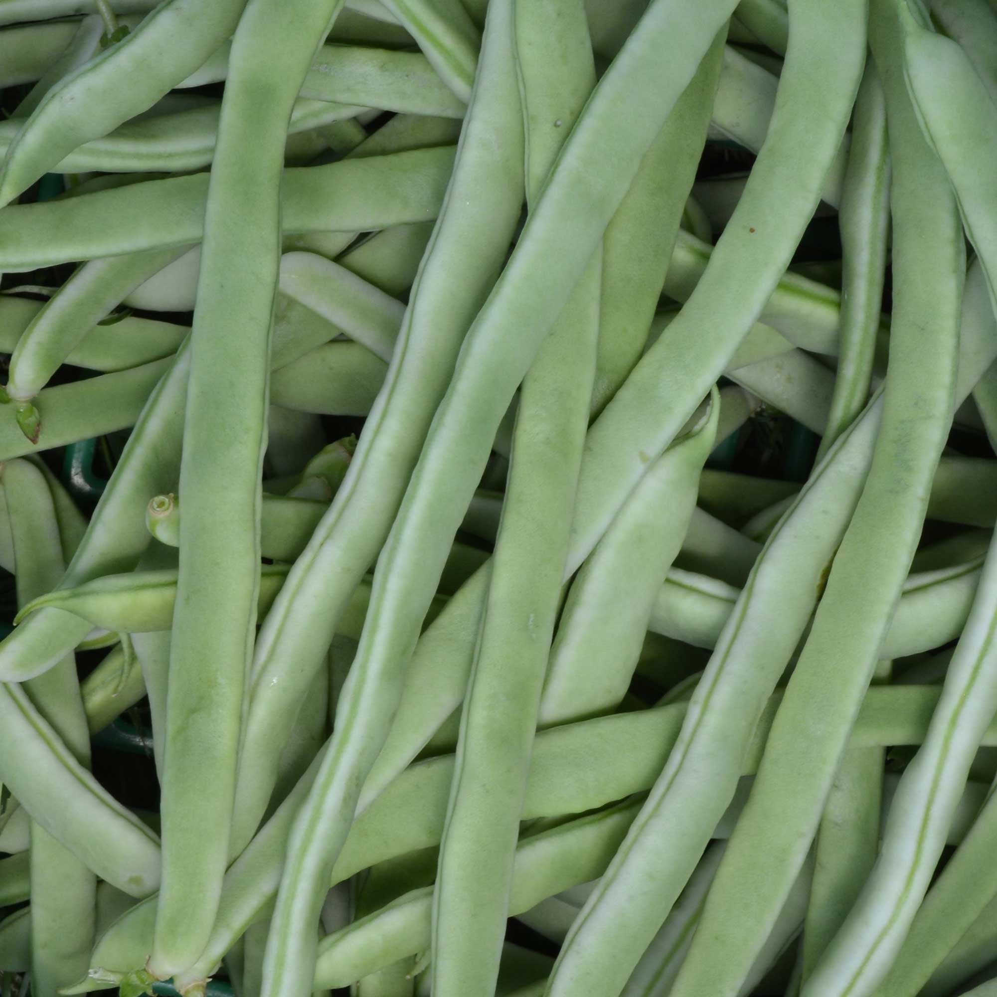 Bean Seeds - Pole - Yellow Bai Bu Lao - 5 Lb Bulk ~8000 Seeds - Non-GMO ...