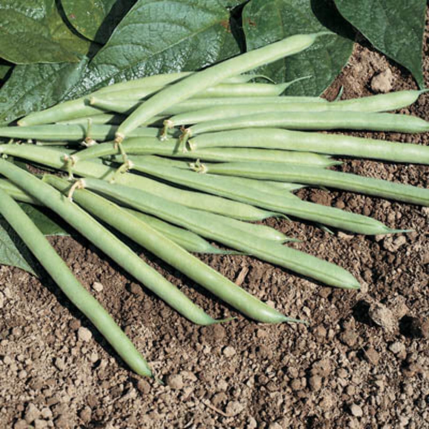 Bean Seeds - Provider Organic Variety Bean Seeds - Non-GMO - 50 Seeds ...
