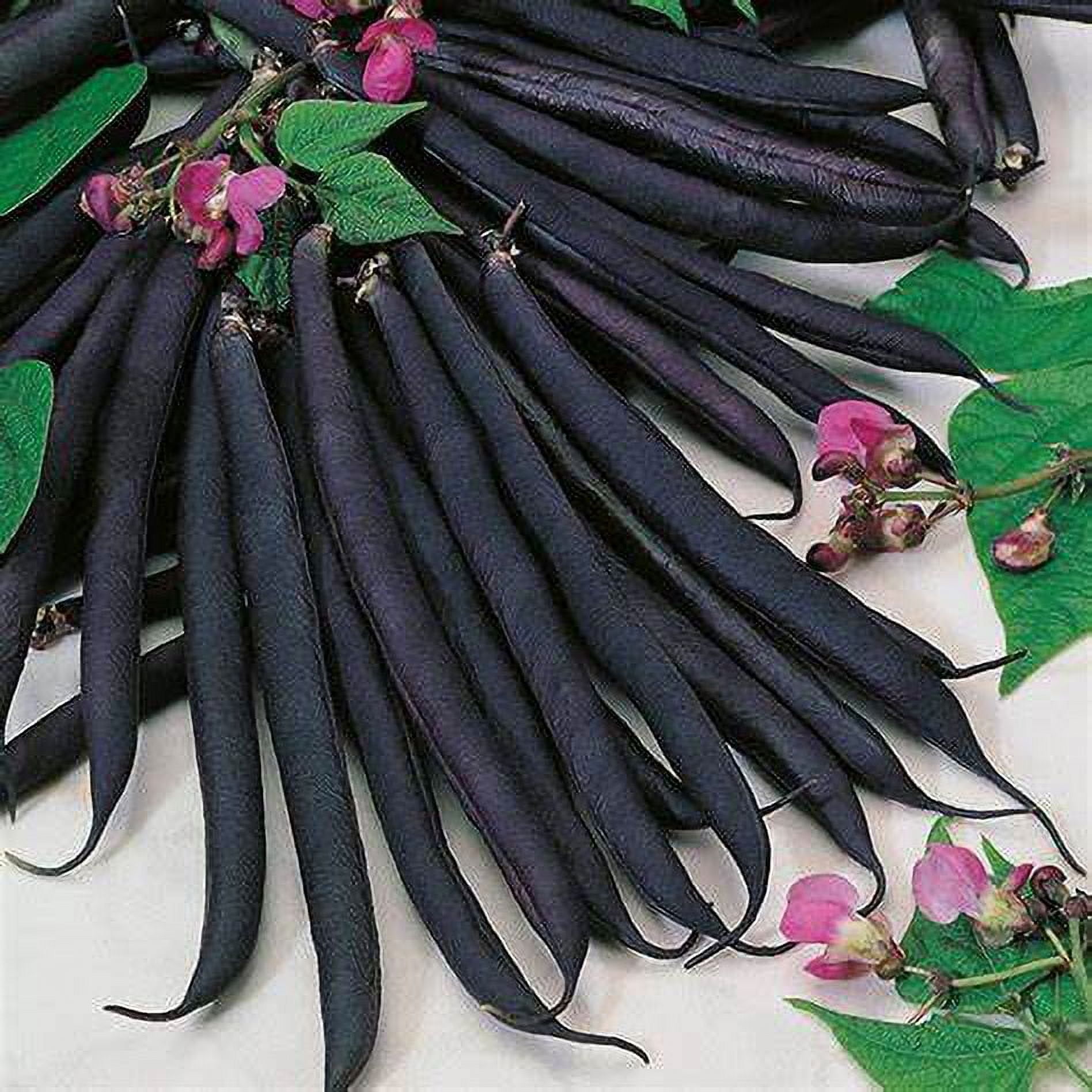 Bean Seeds, Purple Queen Bean Seeds - 100 Count Seed Pack - Beautiful ...
