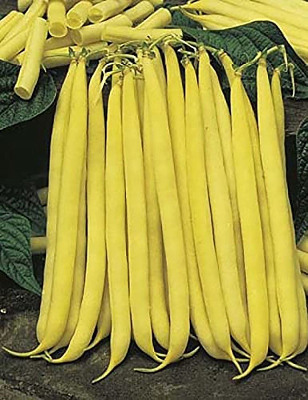 Bean Seeds, Yellow Cherokee Wax Bush Bean Seeds - 500 Count Seed Pack ...