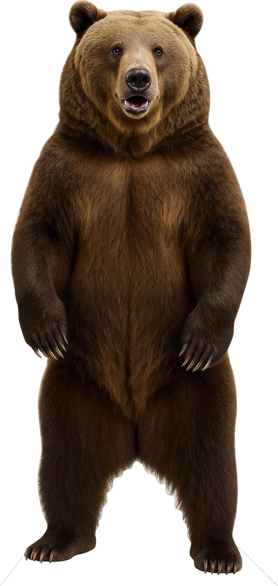 Bear 5FT Life Size Cardboard Cutout, Safari Theme Decoration, Animals ...
