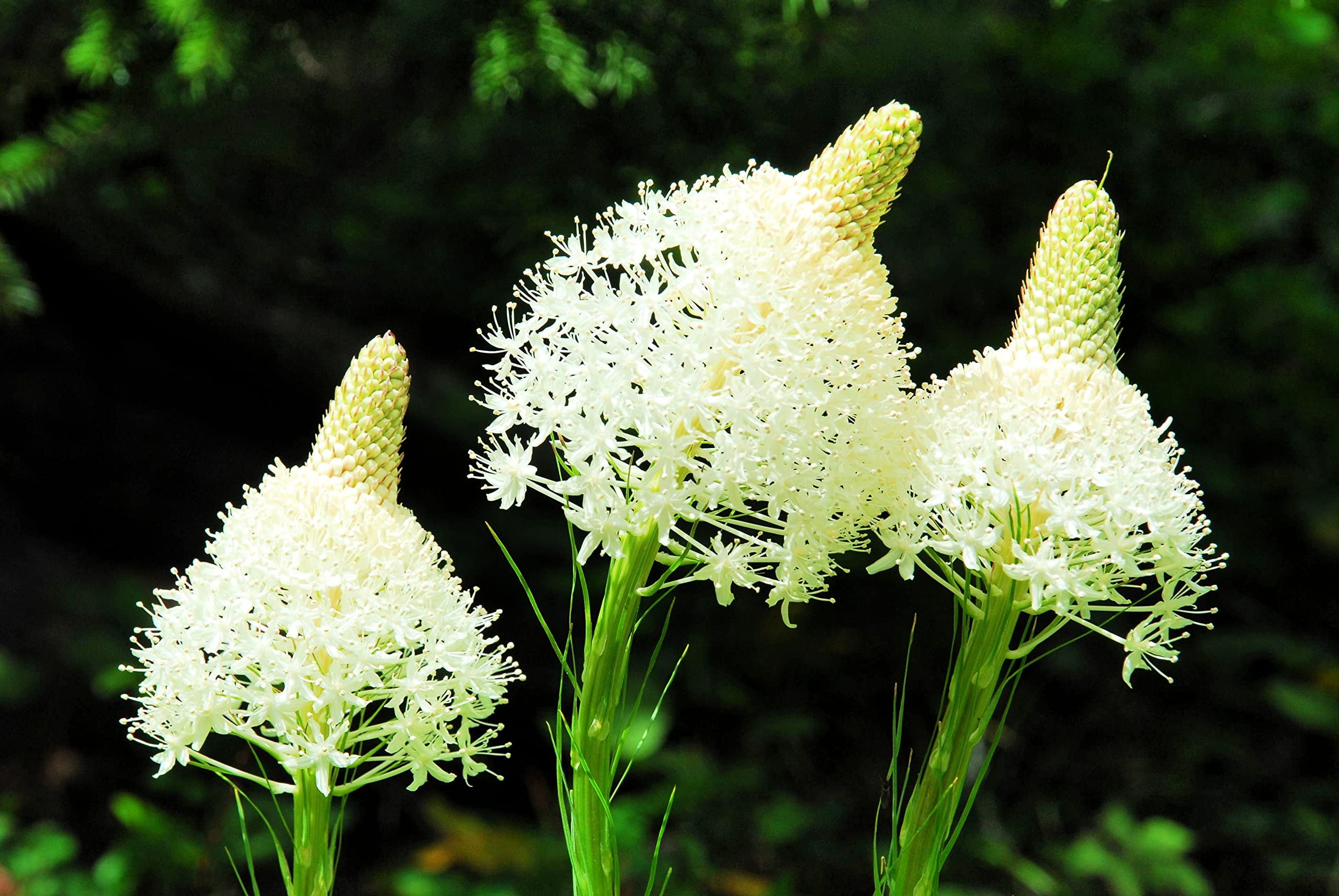 Bear Grass Seeds for Planting - 50 Seeds - Xerophyllum tenax - Exotic ...