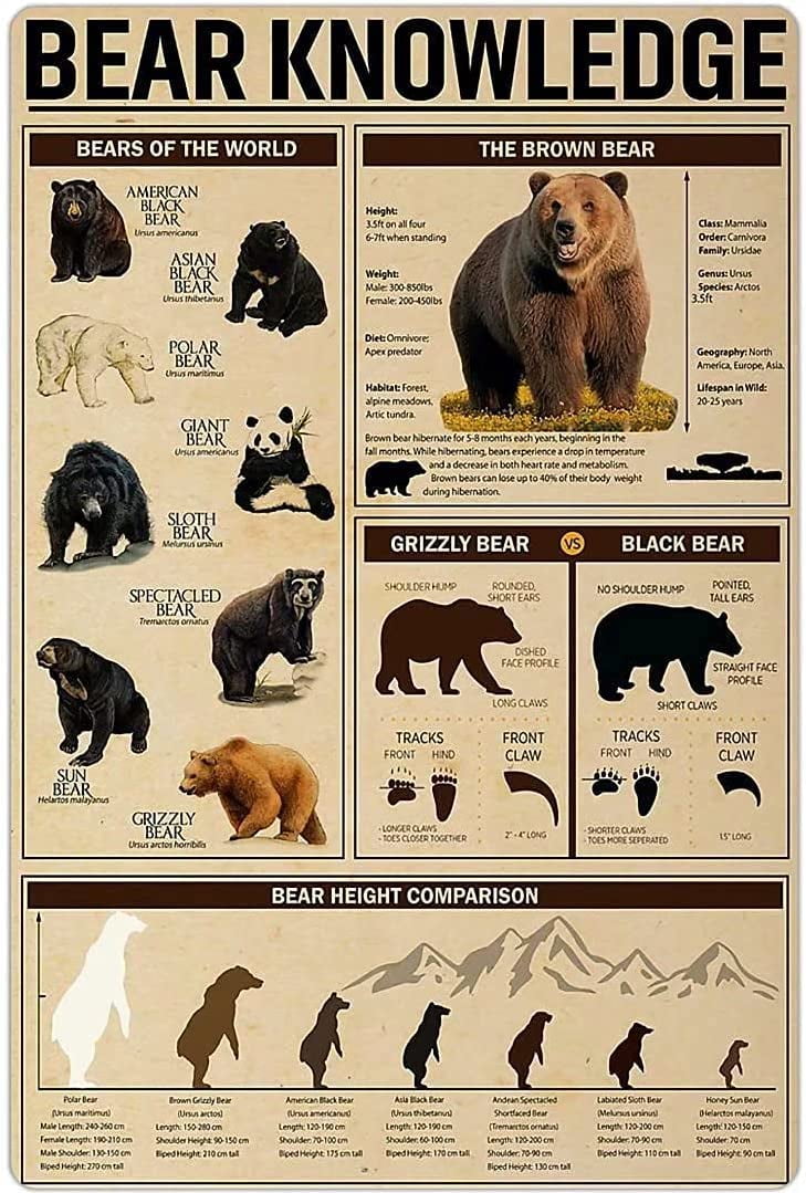Bear Knowledge Posters Bear Anatomy Posters Room Decor Home Decor ...