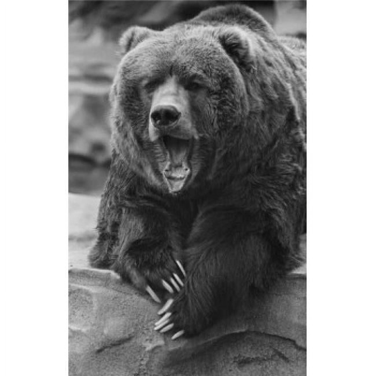 Bear Poster Print - 18 x 24 in. - Walmart.com