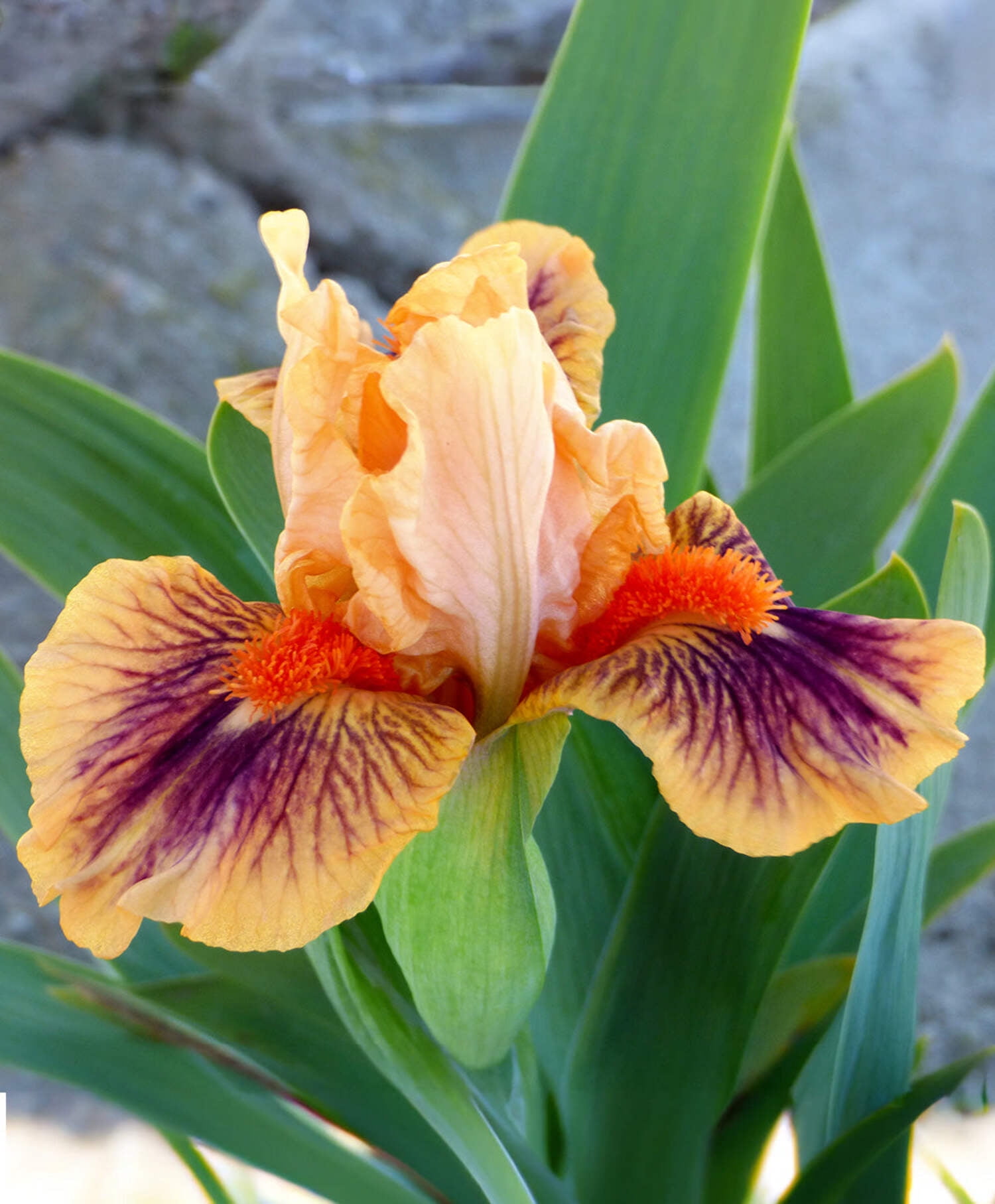 Bear's Ears Dwarf Bearded Iris - #1 Rhizome - Walmart.com
