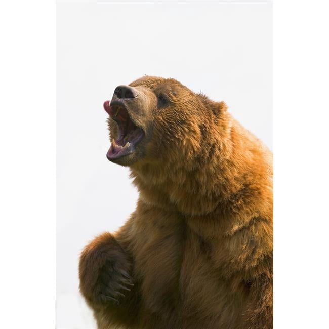 Bear with Tongue Out of Mouth Poster Print by Carson Ganci, 11 x 17 ...
