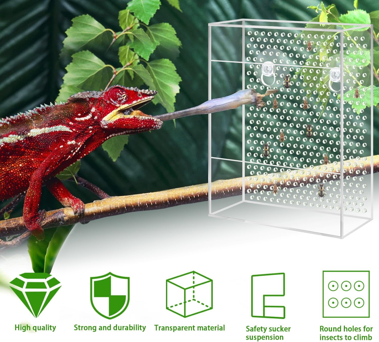 Bearded Dragon Feeder Chameleon Feeder Wall-Mounted Insect Feeder with ...