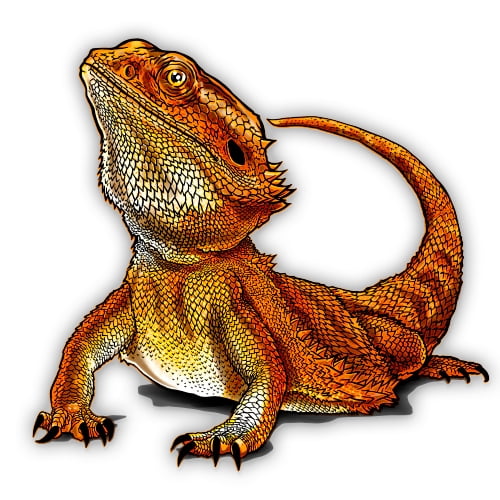 Bearded Dragon Lizard Reptile Pet - 5" Vinyl Sticker - For Car Laptop I ...