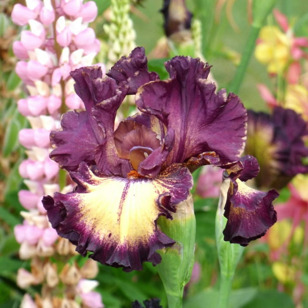 Bearded Iris - Blood Moon - 1 Bulb - Purple Flower Bulbs, Rhizome Easy ...