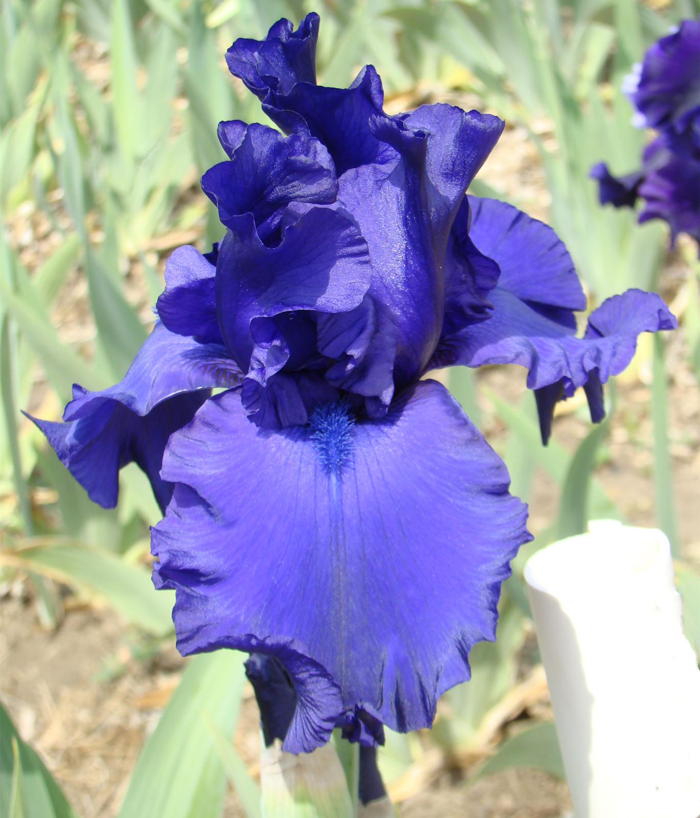Bearded Iris Bulbs , Flowering,Perennial Iris Root/Iris Rhizome ...