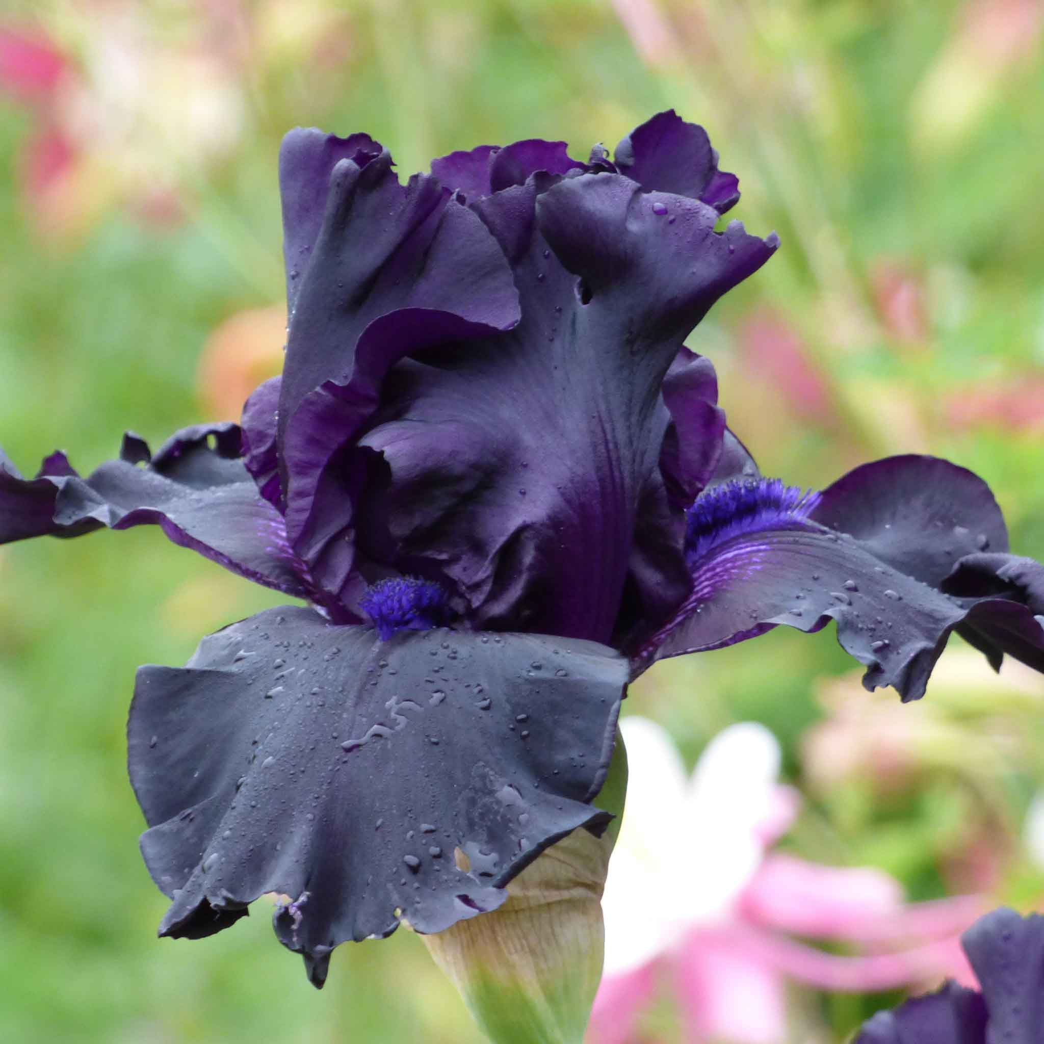 Eden Brothers Bearded Iris Bulbs - Ghost Train - Walmart Business Supplies