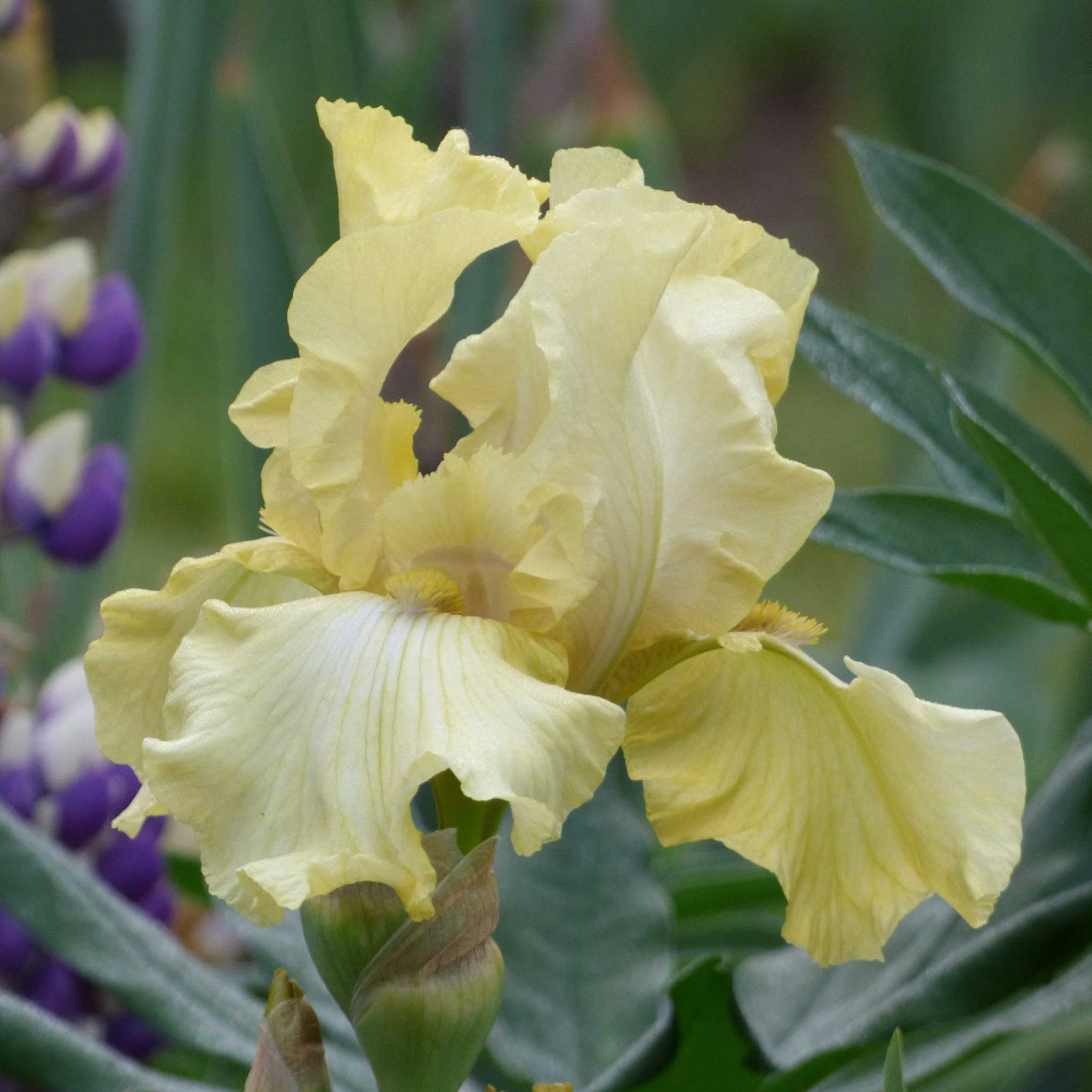 Eden Brothers Bearded Iris Bulbs - Pride Of Ireland - Walmart.com