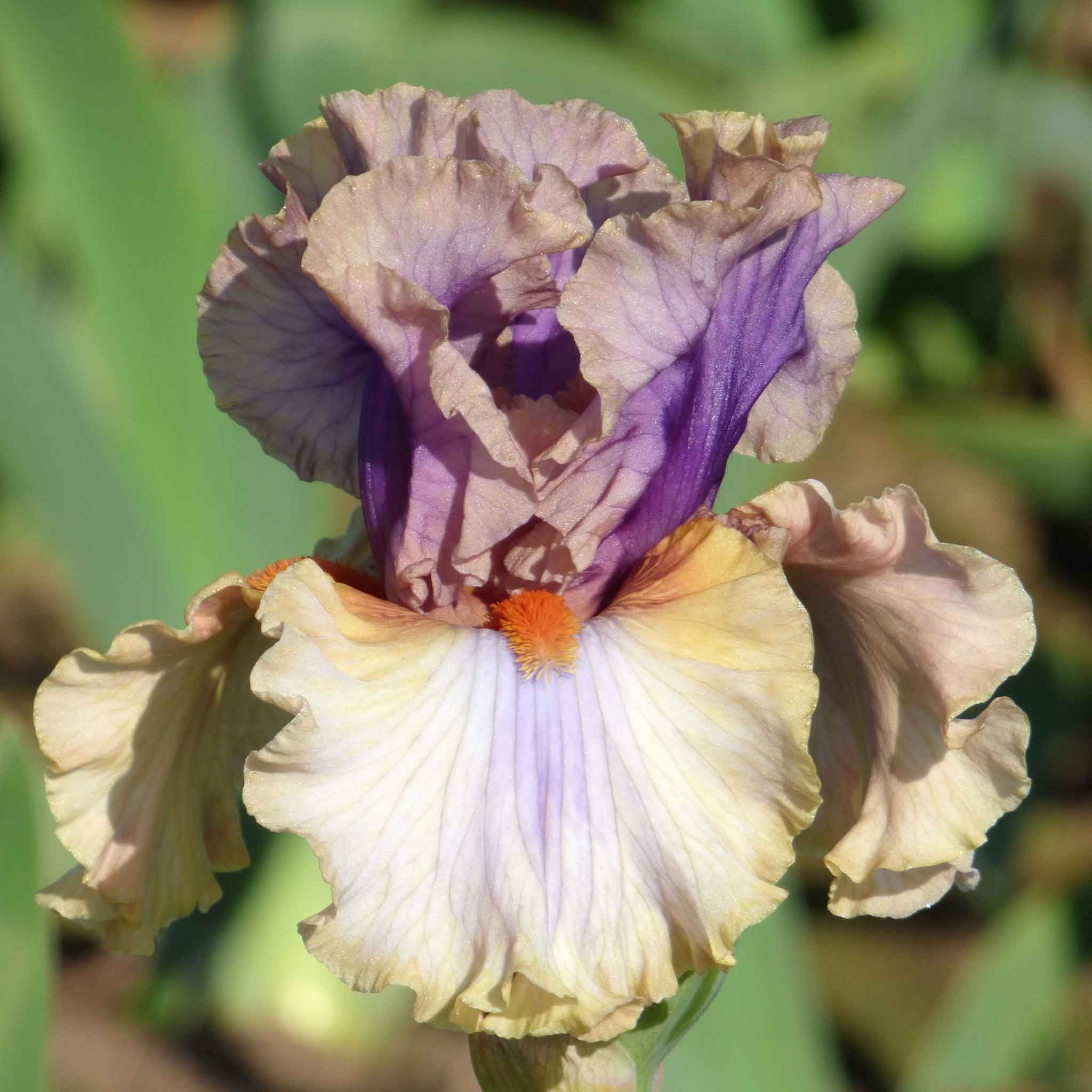Eden Brothers Bearded Iris Bulbs - Restless Spirit - Walmart.com