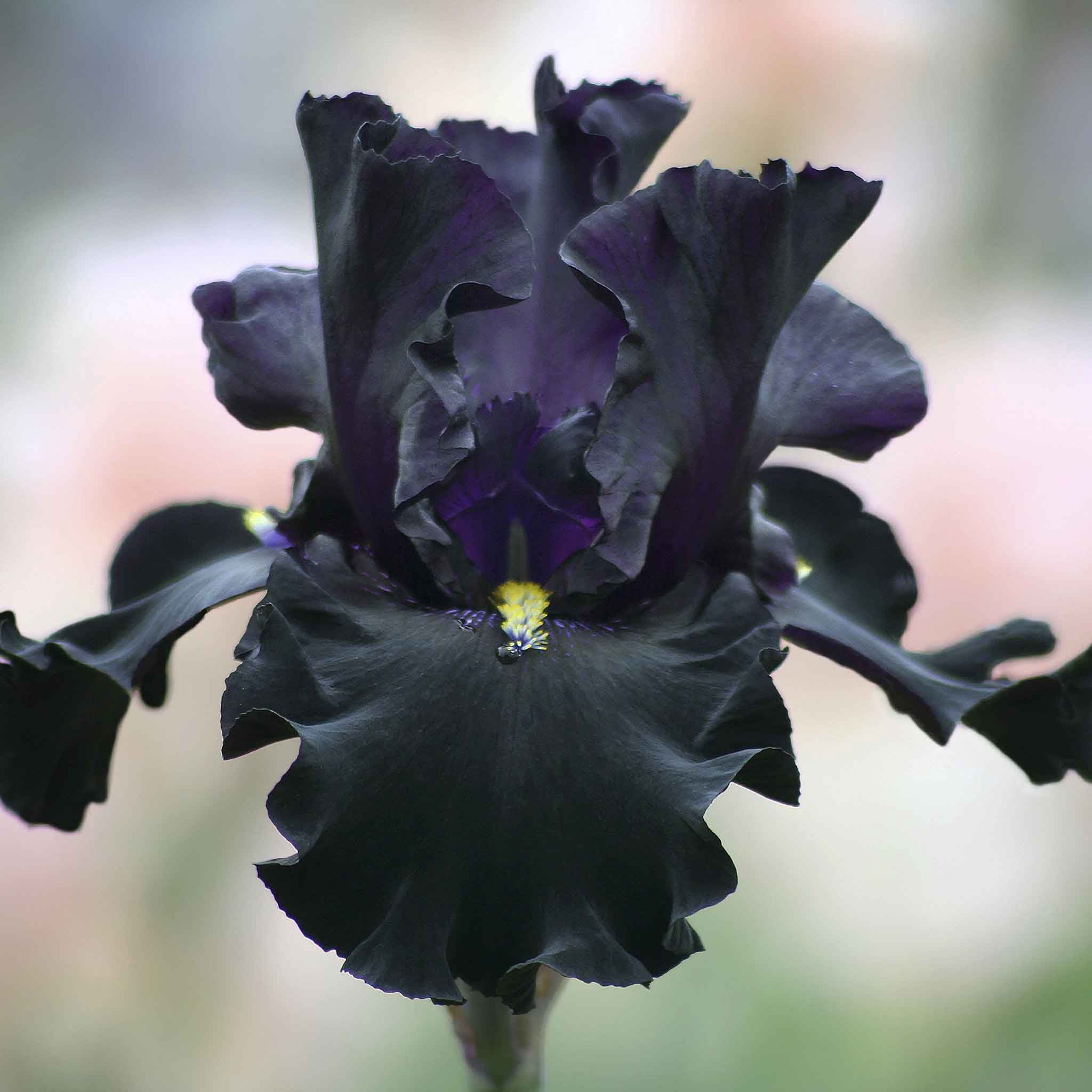 Eden Brothers Bearded Iris Bulbs - Senor Jinx - Walmart.com