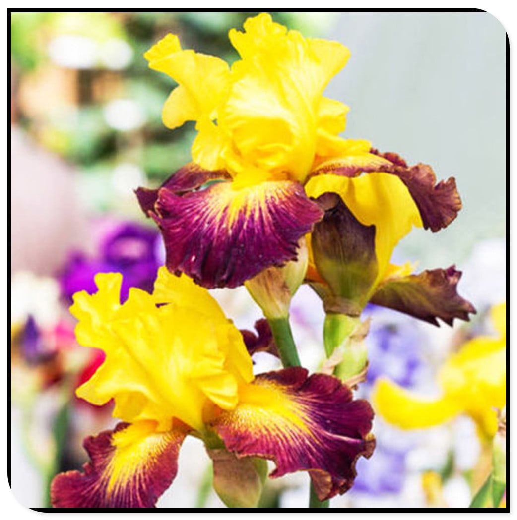 Bearded Iris Bulbs for sale, Bulb, Simply Beautiful Flowering Perennial ...