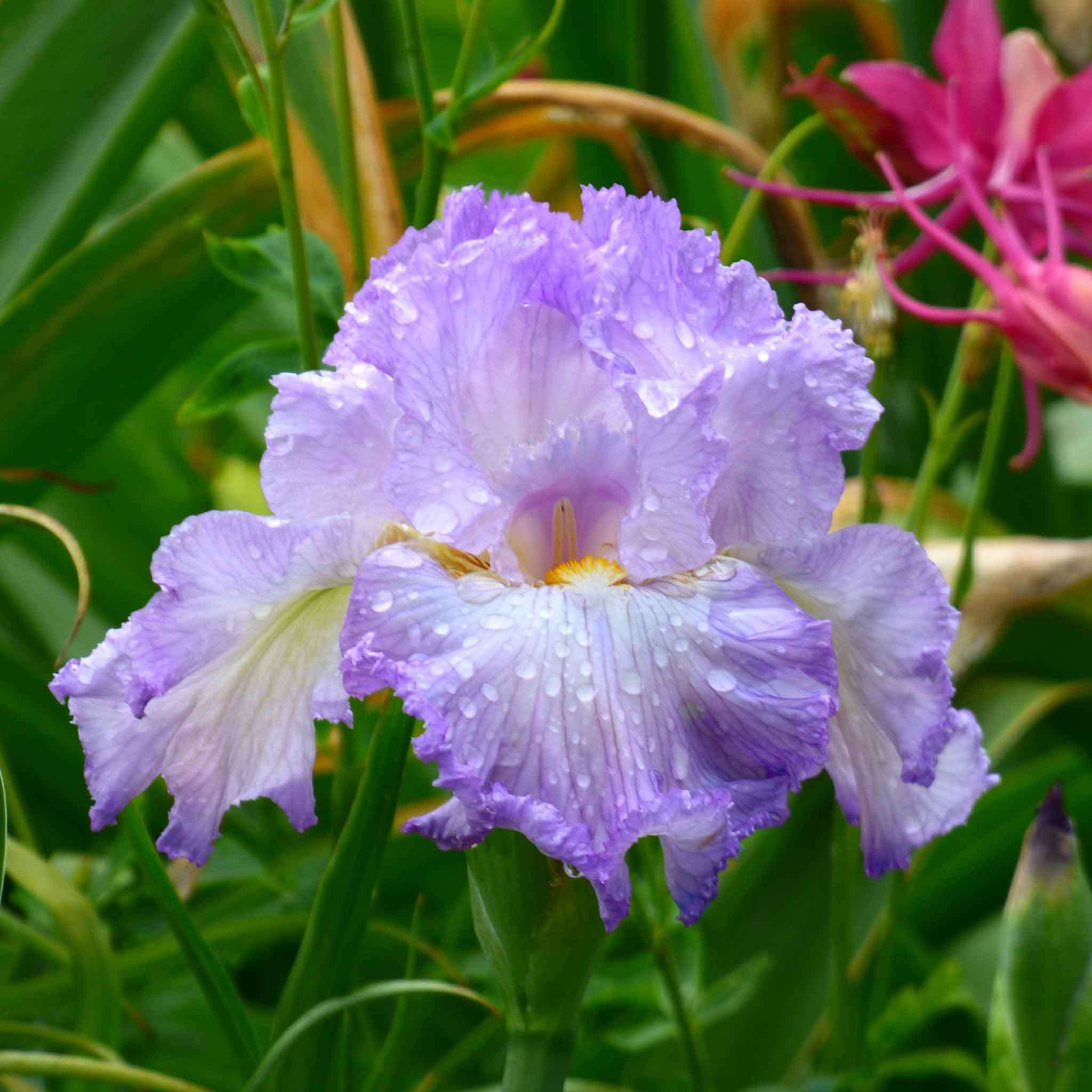 Bearded Iris - Mayberry - 3 Bulbs - Purple Flower Bulbs, Rhizome Easy ...