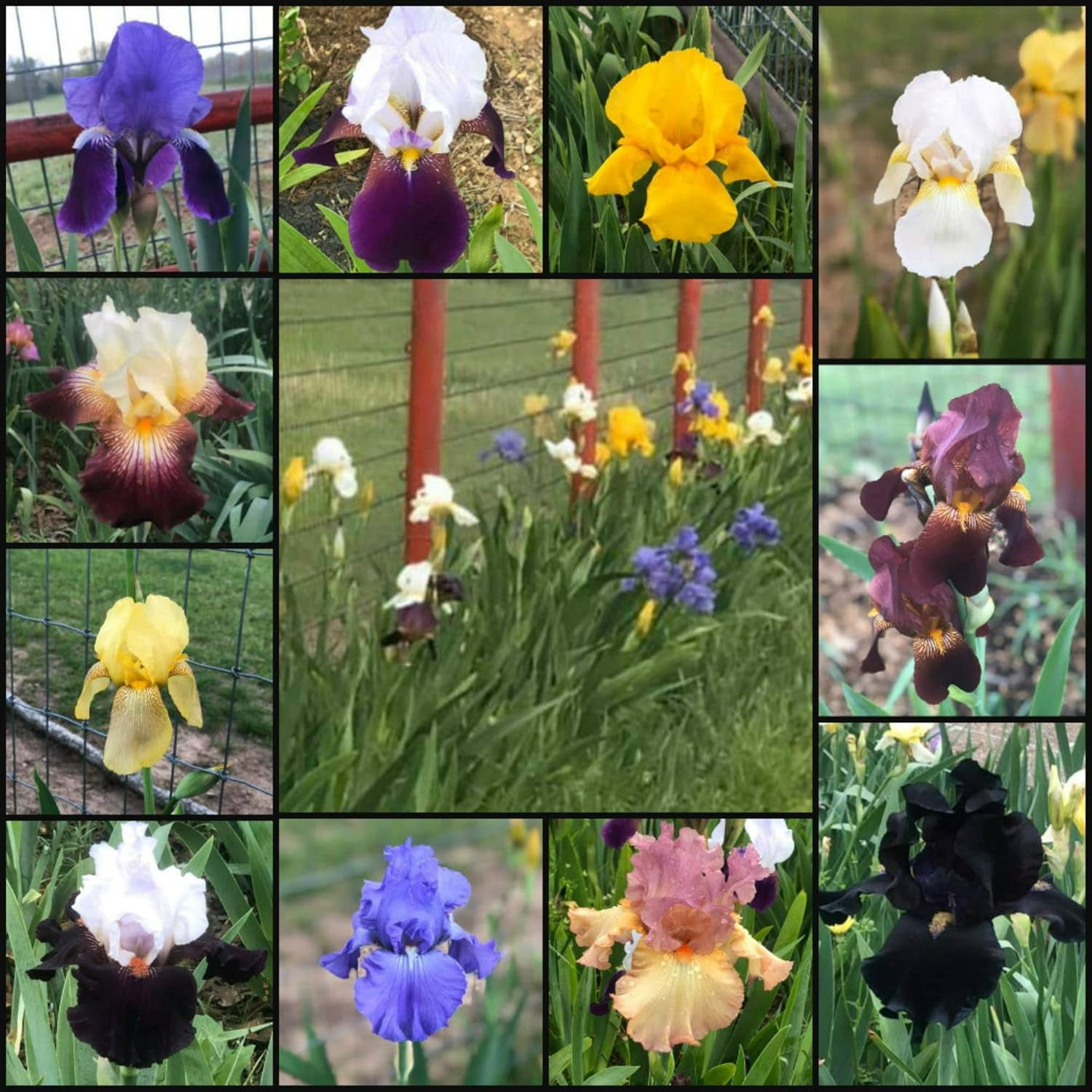 Bearded Iris Mixed Colors - for Planting - (10) - Walmart.com