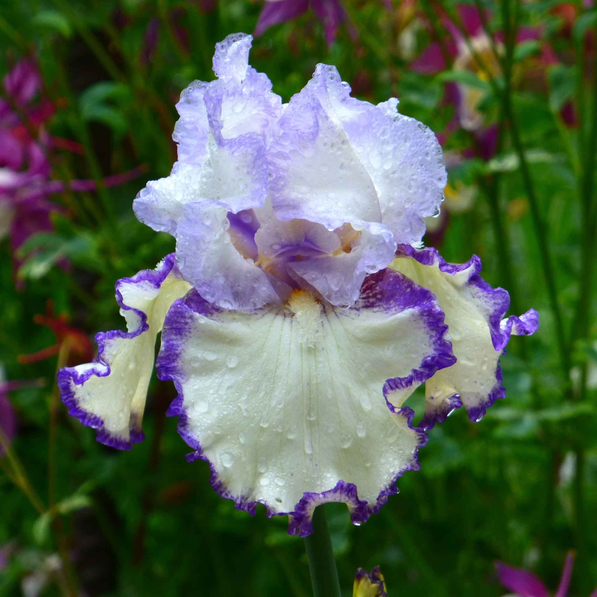 Bearded Iris - Rings True - 1 Bulb - Purple Flower Bulbs, Rhizome Easy to Grow & Maintain ...